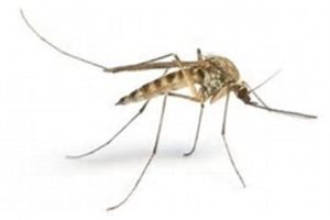 Biting Insects - beware - Friends of Richmond Park