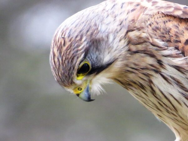 The Birds of Richmond Park - Friends of Richmond Park