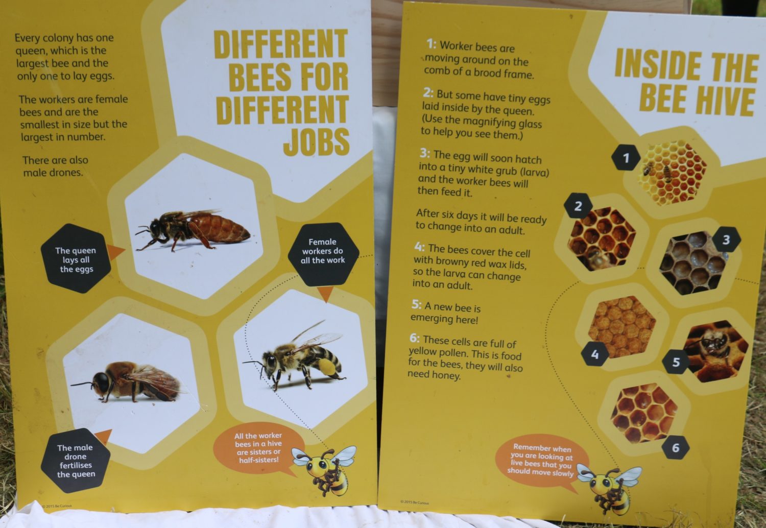 Bee Awareness! - Friends of Richmond Park