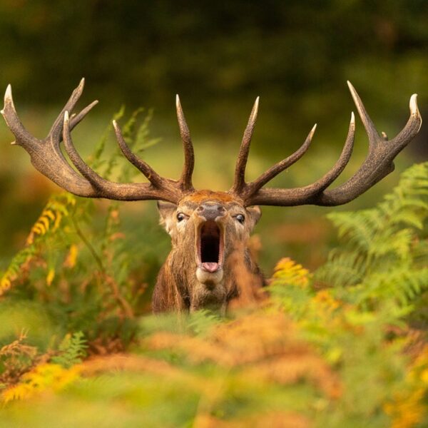 It's the rutting season! What you need to know - Friends of Richmond Park