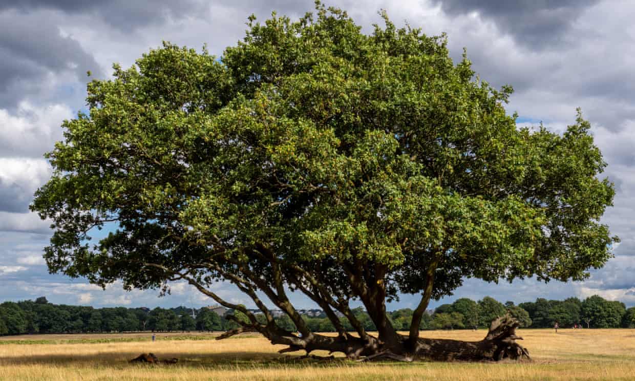 Oak Processionary Moth - Friends of Richmond Park