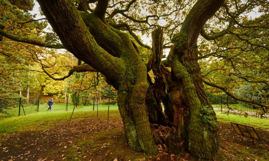 Tree of the Year Results - Friends of Richmond Park