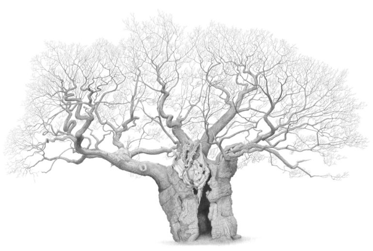 ALL PRINTS SOLD of The Royal Oak limited edition, signed prints, by ...