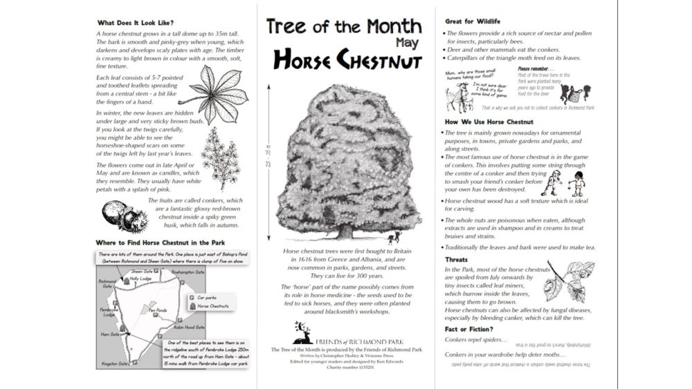 May Tree of the Month - Horse Chestnut - Richmond Park
