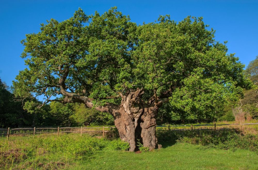Home - Richmond Park