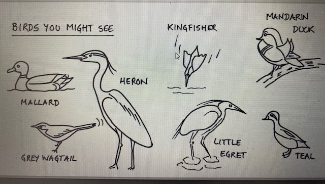 Beverley Brook Watch our Video to learn more! - Friends of Richmond Park