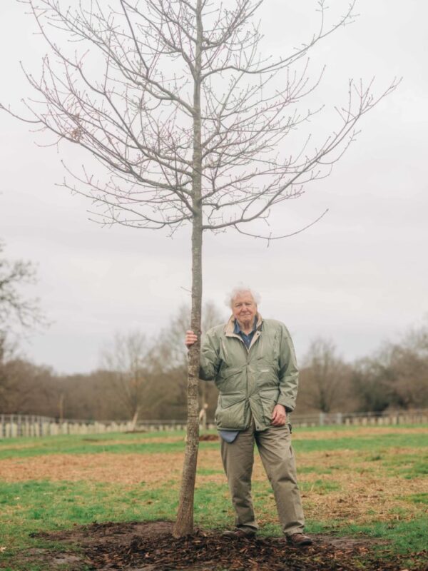 Sir David Attenborough plants a tree for a new woodland in Richmond ...